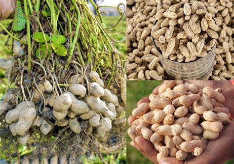 රටකජු අලෙවිකිරීම සහ මිලදීගැනීමේ සංගමය