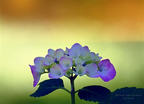 Blooming Within Regulations By Hatto Id Photohito