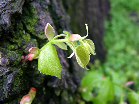 Growth Tree Growth Tree