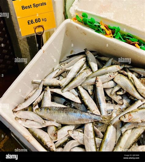 Fresh Fish Sprats Sprattus Sprattus For Sale At A Fishmongers