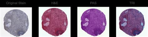 example of synthesized validation image download scientific diagram