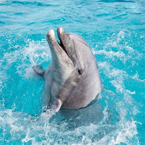Tucker Dh Captive Cetaceans Wiki Fandom