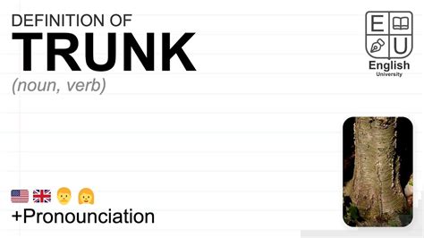 Trunk Definition And Examples At Chad Thornton Blog