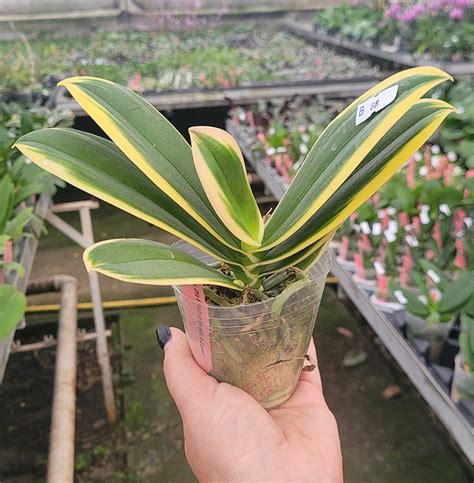 Orchid Phalaenopsis Chia E Yenlin (variegata & 2 eyes) (FS) – OrchidGarden