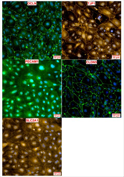 Derivation Expansion Cryopreservation And Characterization Of Brain