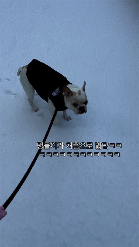 나는 멍돌이야 ️ 표정부자 이멍돌 ㅋㅋㅋㅋㅋㅋㅋㅋ아침에 너무 반가워섴ㅋㅋㅋㅋ격하게 반겨주는 멍돌애비 ㅋㅋㅋㅋㅋㅋ반겨주는거야 괴롭히는거야ㅋㅋㅋㅋㅋ멍돌이는 처음에