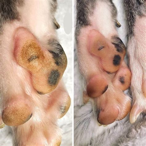 How Do You Treat Cracked Dog Paws