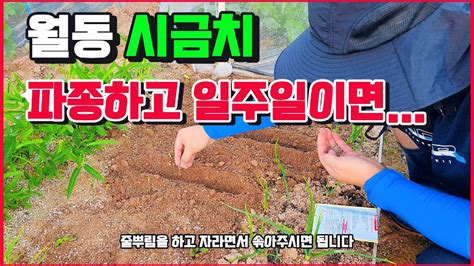 월동시금치 파종법 및 일주일 뒤 모습 Youtube