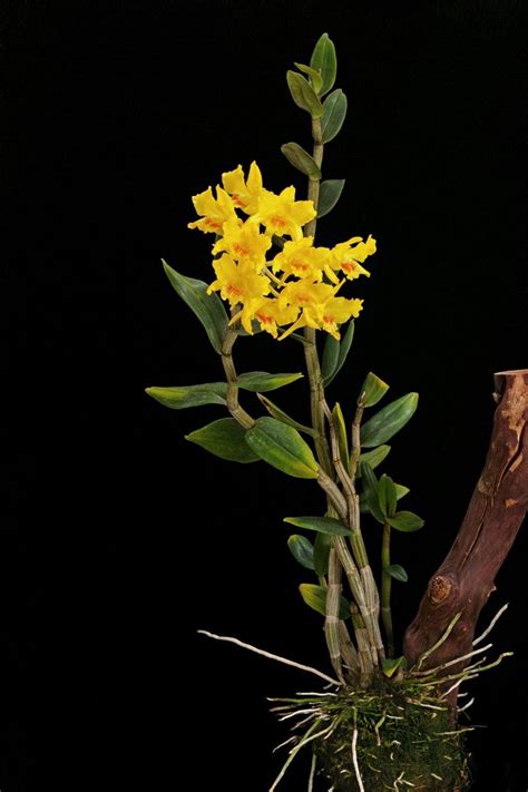 Dendrobium Lowii
