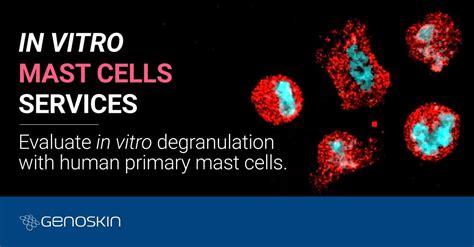 Genoskin On Linkedin Human Primary Mast Cells For Research Genoskin