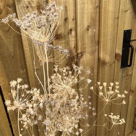 Ammi Majus Seed Heads X10 Yorkshire Flower Farm
