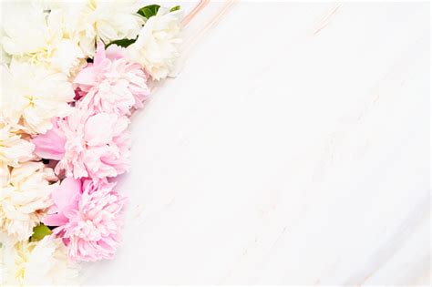 분홍색과 흰색 모란 꽃 봉오리로 만든 꽃 테두리 흰색 대리석 배경에 꽃 봉오리 플랫 레이 0명에 대한 스톡 사진 및 기타 이미지