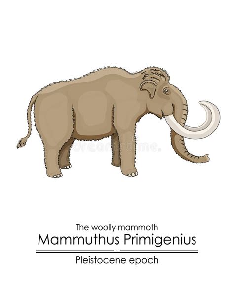 The Woolly Mammoth Mammuthus Primigenius Stock Vector Illustration Of Activity Cenozoic