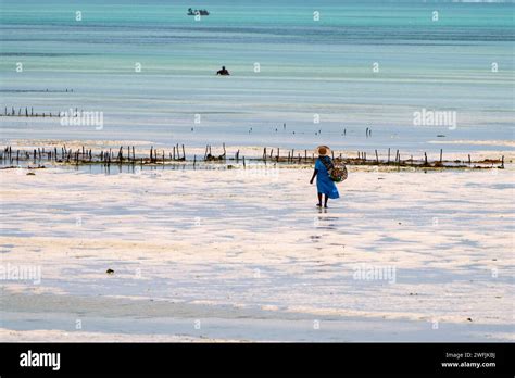 Seaweed Farming In Zanzibar Women Harvest Seaweed For Soap Cosmetics