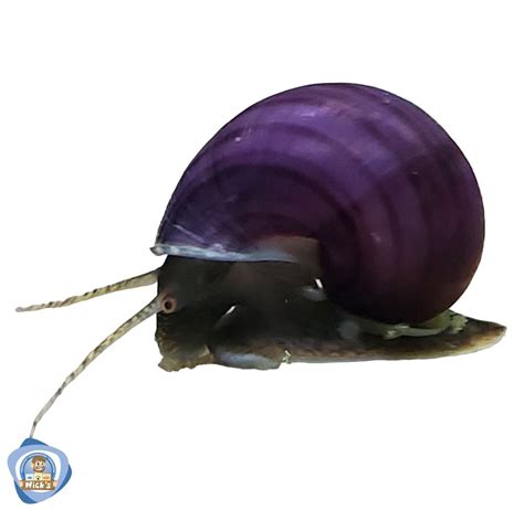 Black Foot Mystery Snail Large Nicks Aquarium Oceanarium Terrarium