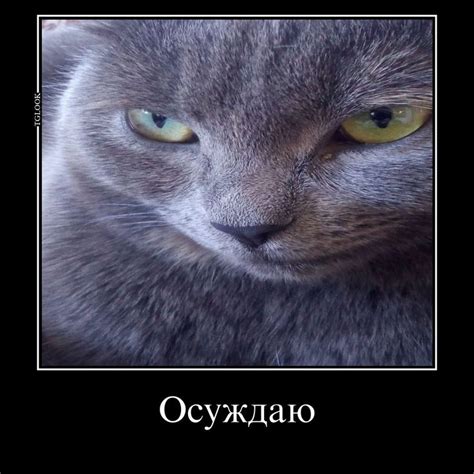 Моя кошатина ️😖🙄👍👍😍🤩🤩🤩 Мемы Обои