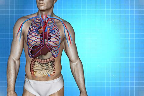 Relación entre anatomía y fisiología