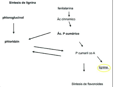 Esquema Simplificado De La Vía De Síntesis De La Lignina George 1996 Download Scientific