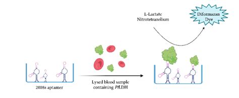 The Schematic Illustration Of The Colorimetric Based Aptasensor For Download Scientific Diagram
