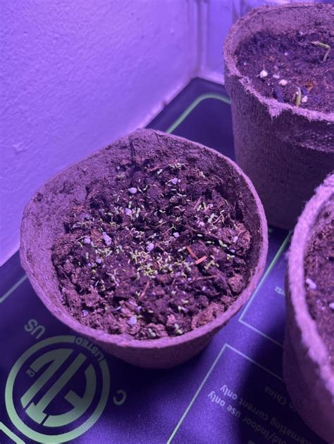 Cant Figure Out What Im Doing Wrong Rgardening