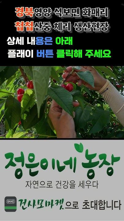 국내산체리경북영양화매리 첩첩산중중금속오염 No Youtube