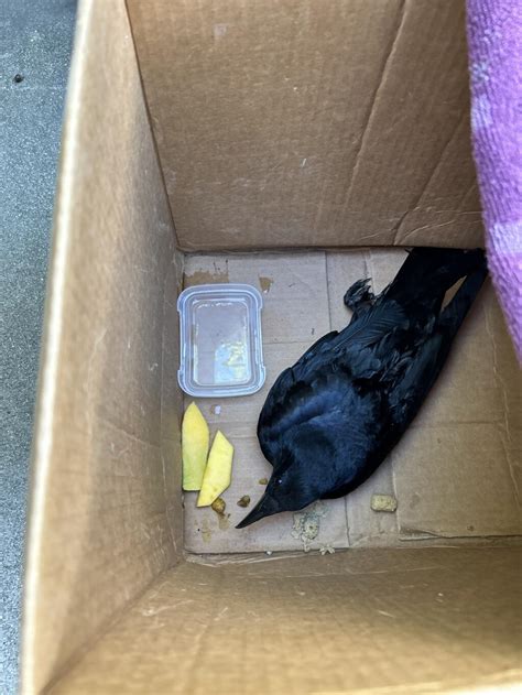 Beyond Creepy Someone Keeps Killing Crows In L A Dozens Have Died