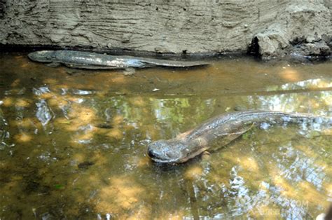 娃娃鱼的药用价值 娃娃鱼的形态特征 娃娃鱼的营养价值 娃娃鱼的生活习性 齐家网