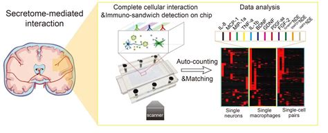 中国科学院大连化学物理研究所利用单细胞分泌分析技术解析神经—免疫细胞互作网络 中国核技术网