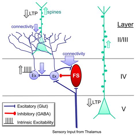 Alterations In Synaptic Structure Function And Plasticity In Sensory
