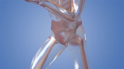 human body dissection running x ray human body bone 3d model cgtrader