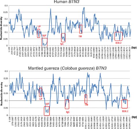 loss of the diversity at the exon encoding the igv domain of btn3 the