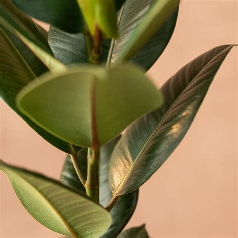 Buy Rubber Plant Ficus Elastica Robusta Delivery By Waitrose Garden