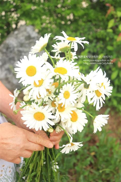 샤스타데이지 키우기 파종 발아 월동 개화 네이버 블로그