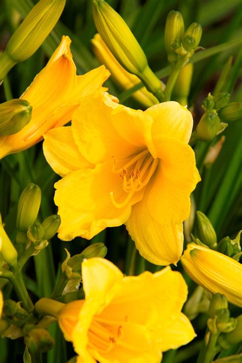 Pin On Gardening My Plants