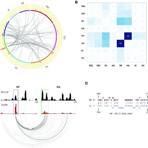 Crosslinking And Proximity Ligation Based Approach To Identify Rna Rna Download Scientific