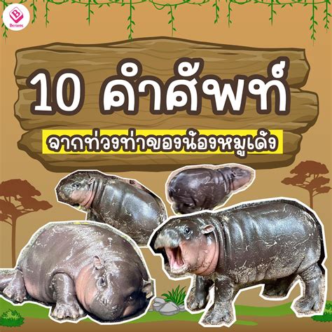 10 คำศัพท์ภาษาอังกฤษจากท่วงท่าของน้องหมูเด้ง🦛🍎 ซุปตาร์ตัวน้อยฮิปโปแคระ🌱