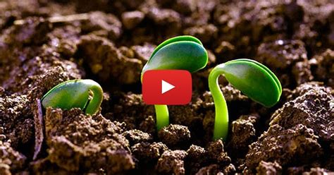 Que Importancia Tienen Las Plantas Para El Mundo