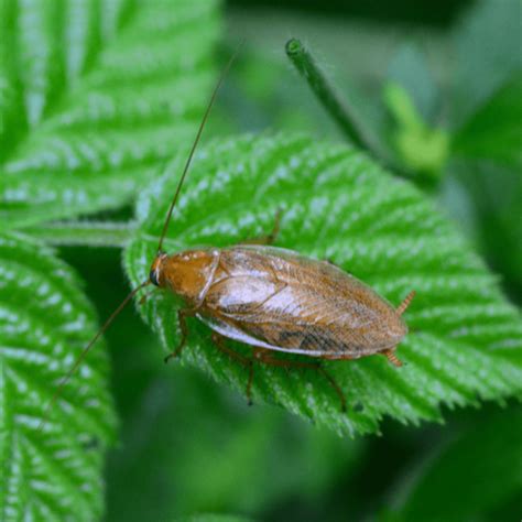 German Cockroach In Australia Friendly Pest Control
