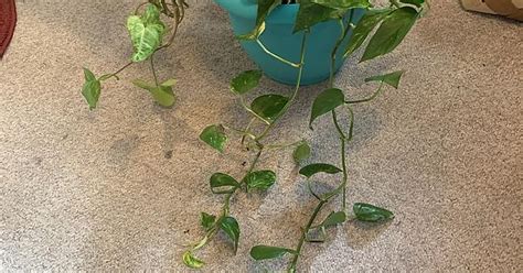 Pothos Album On Imgur