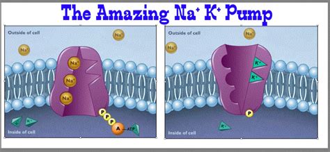 Sodium Potassium Pump Neuron