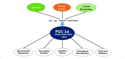 Control Of Mitochondrial Biogenesis By Transcription Factors And Pgc 1a Download Scientific
