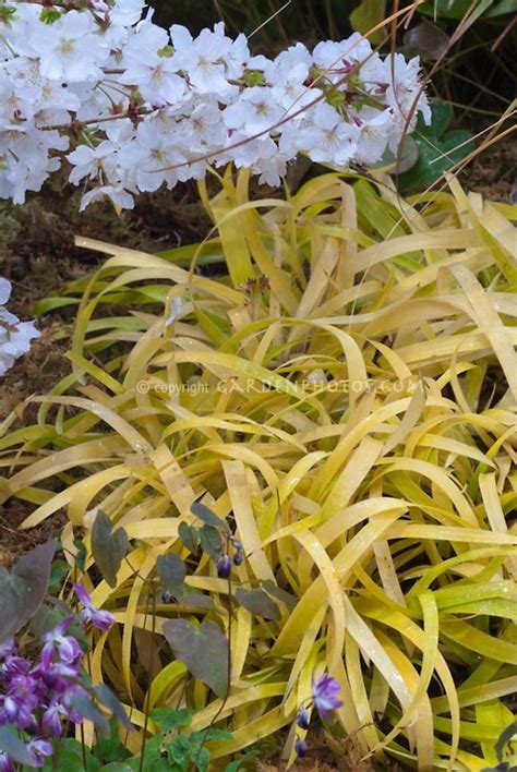 Luzula Sylvatica Aurea Prunus Nipponica Var Kurilensis Brilliant