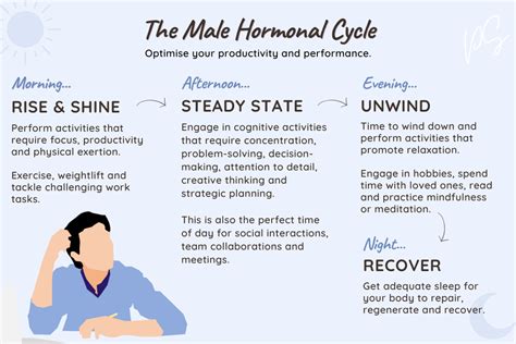 Male Female Hormone Cycle