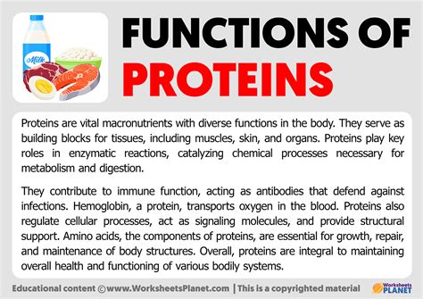 Function Of Proteins