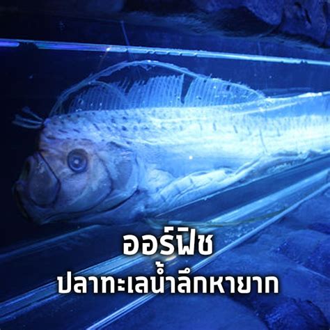 Spokedark Tv ออร์ฟิช หนึ่งในปลาทะเลสายพันธุ์ที่หายาก