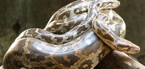 Python Spiritual Meaning Symbolism And Totem Explained