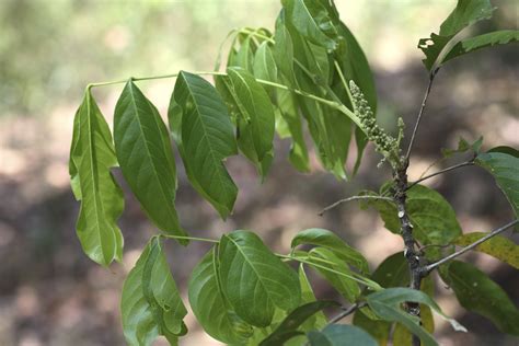 Lepisanthes Deficiens Wight And Arn Radlk Species