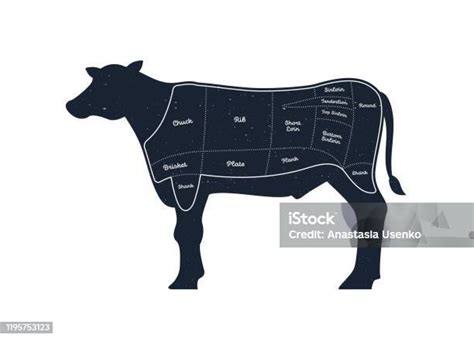 벡터 쇠고기 스테이크 다이어그램 배너입니다 미국 고기 절단 흰색 배경에 고립 된 마크 업이있는 흰색 플랫 암소 실루엣 영역 이름 텍스트입니다 카페 메뉴 장식 정육점