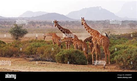 Masai Giraffe Giraffa Camelopardalis Tippelskirchi Group Standing In