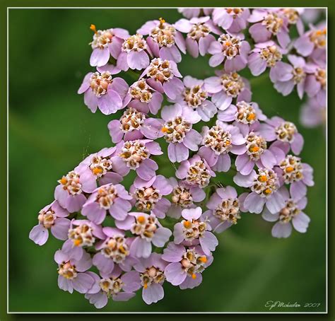 Ryllik (Achillea millefolium)